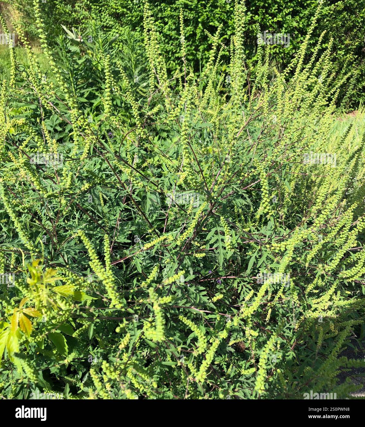 common ragweed (Ambrosia artemisiifolia Stock Photo - Alamy