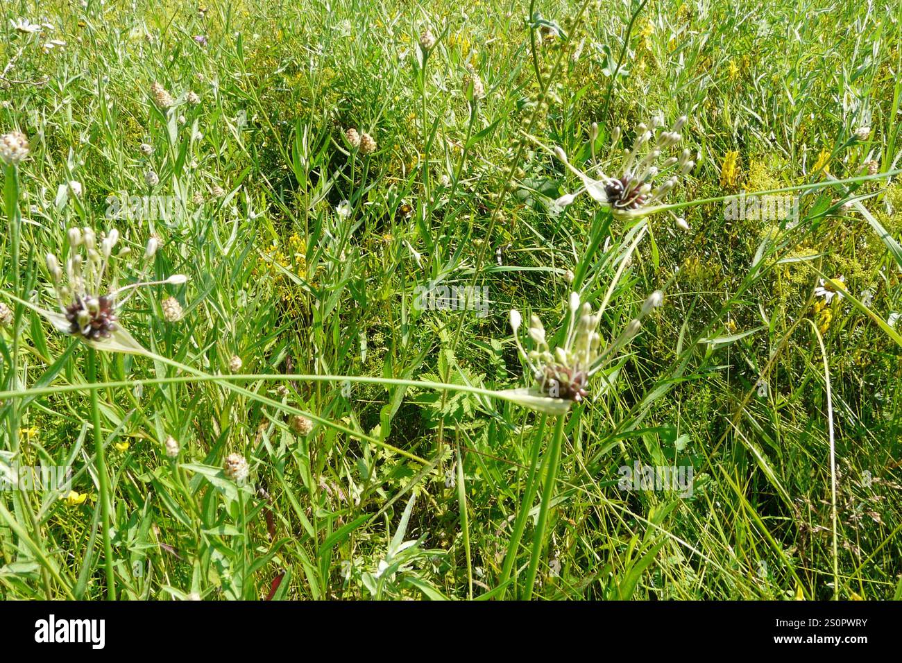 field garlic (Allium oleraceum Stock Photo - Alamy