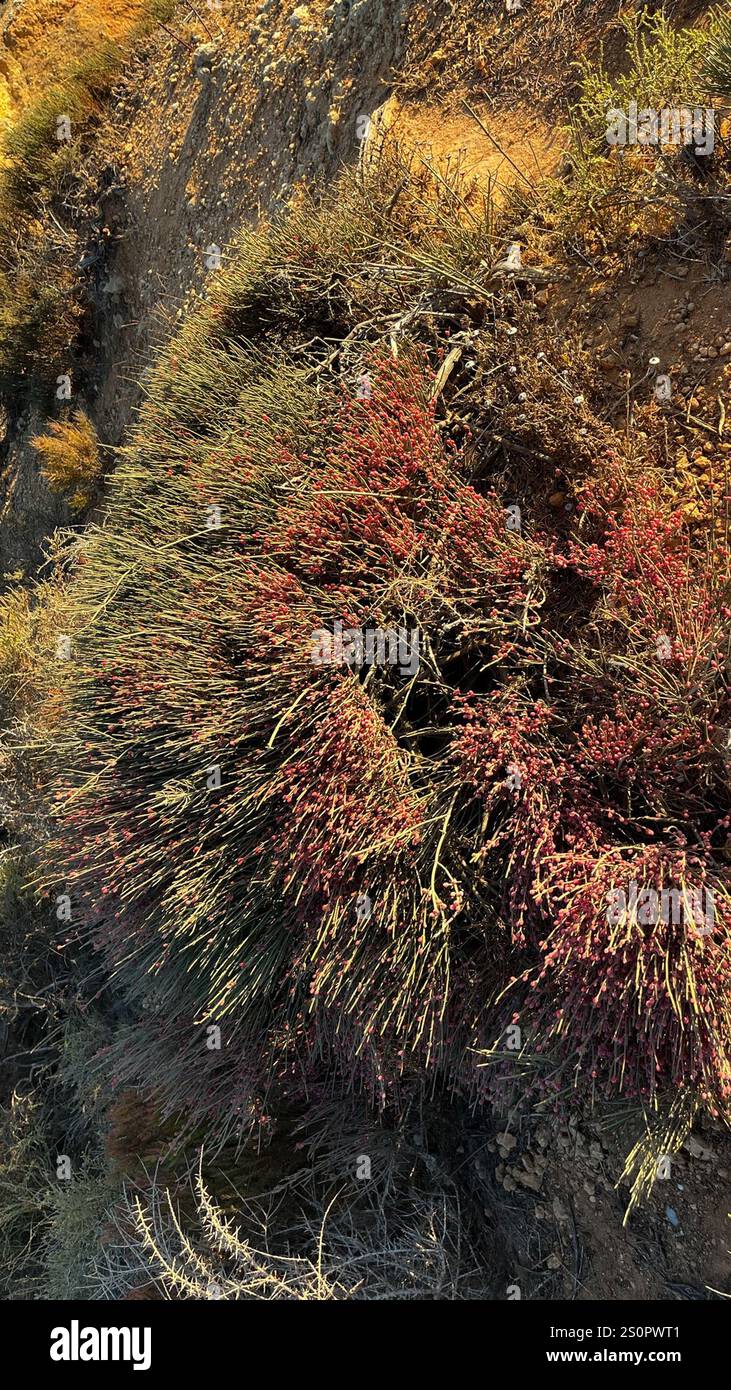 Joint Pine (Ephedra fragilis Stock Photo - Alamy