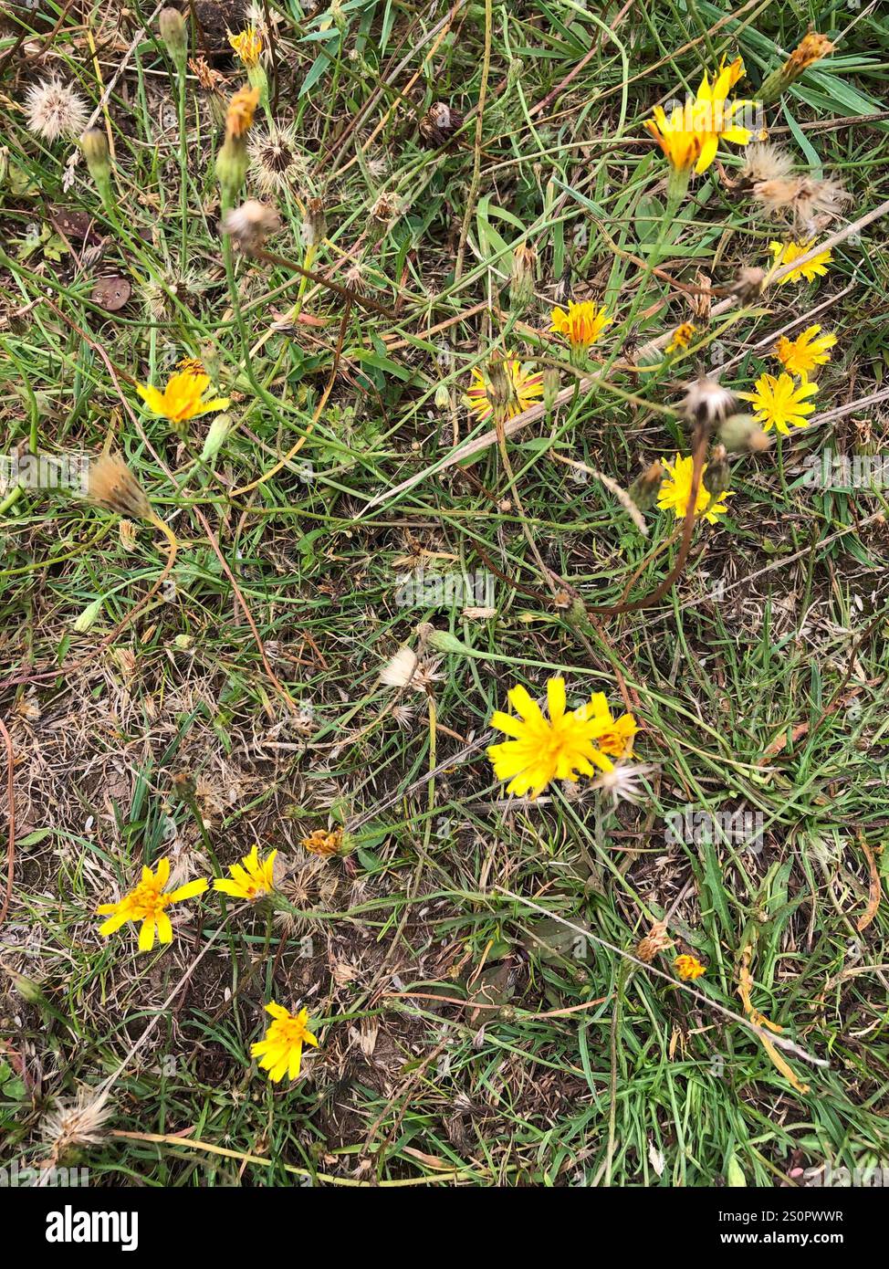 Autumn Hawkbit (Scorzoneroides autumnalis Stock Photo - Alamy