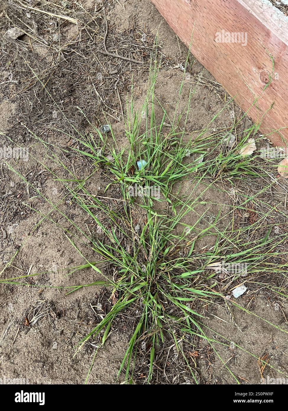 panic veldtgrass (Ehrharta erecta Stock Photo - Alamy