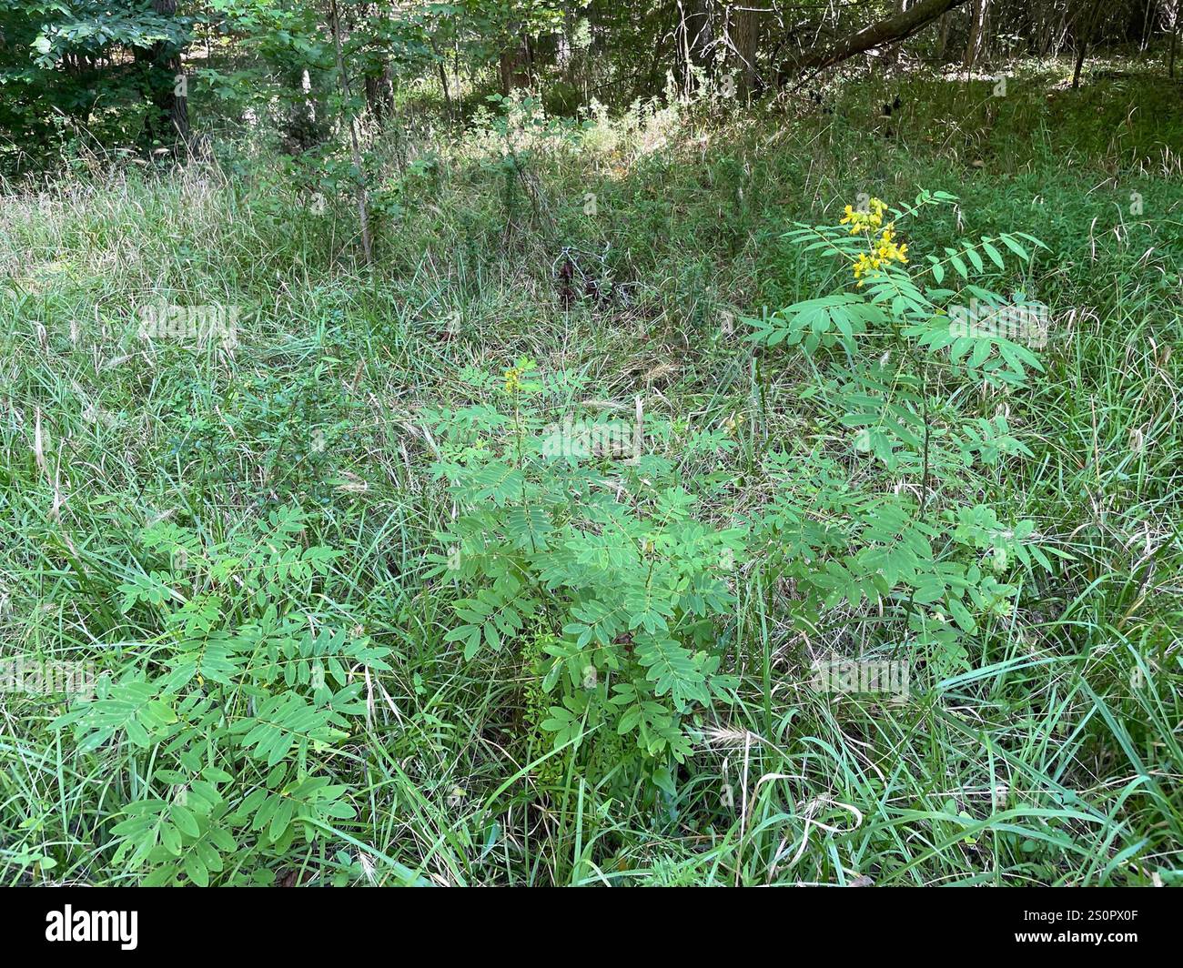 American senna (Senna hebecarpa Stock Photo - Alamy