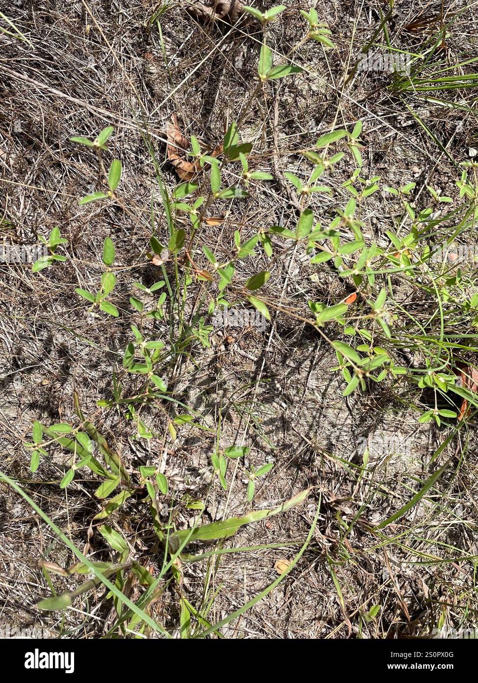 elliptical rushfoil (Croton michauxii ellipticus Stock Photo - Alamy