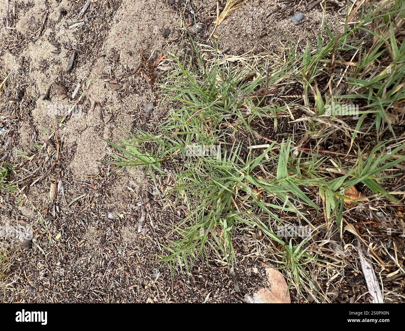 Bermuda grass (Cynodon dactylon Stock Photo - Alamy