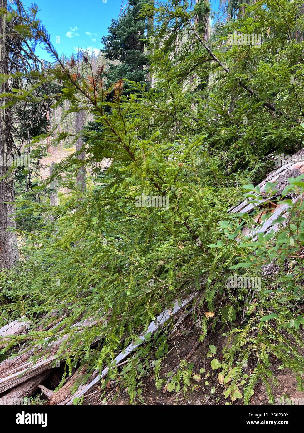 Pacific yew (Taxus brevifolia Stock Photo - Alamy