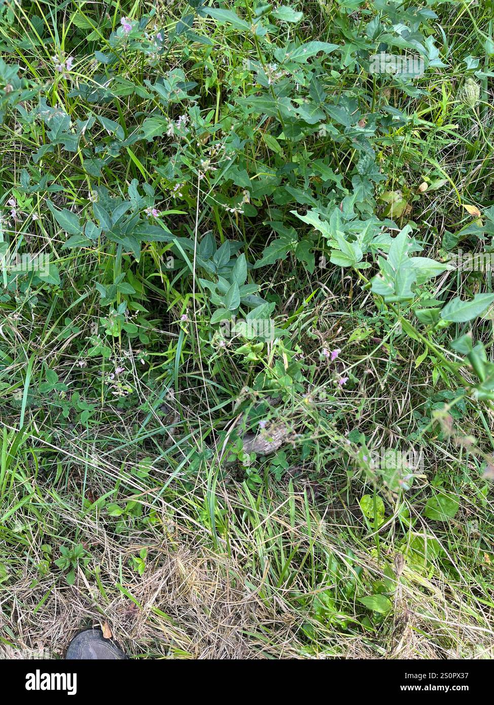perplexed tick-trefoil (Desmodium perplexum Stock Photo - Alamy