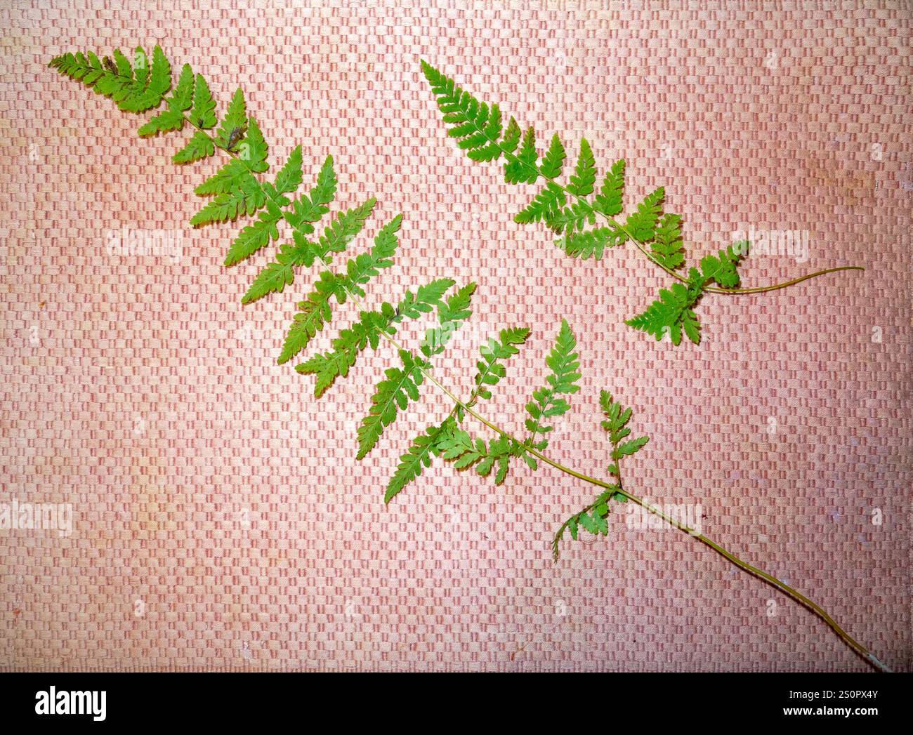 fragile ferns (Cystopteris Stock Photo - Alamy