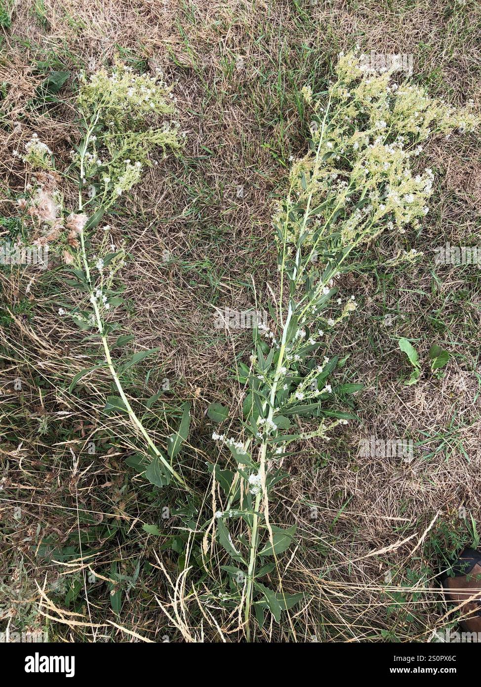 broadleaved pepperweed (Lepidium latifolium Stock Photo - Alamy