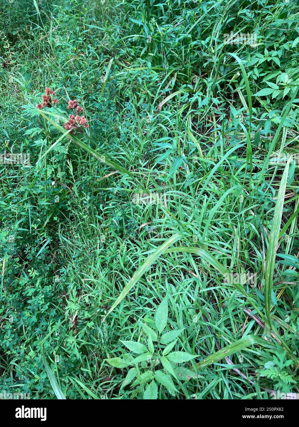 dark green bulrush (Scirpus atrovirens Stock Photo - Alamy