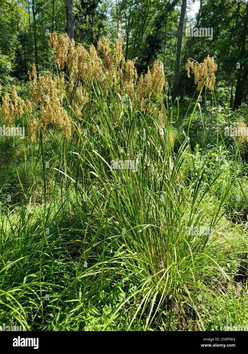 woolgrass (Scirpus cyperinus Stock Photo - Alamy