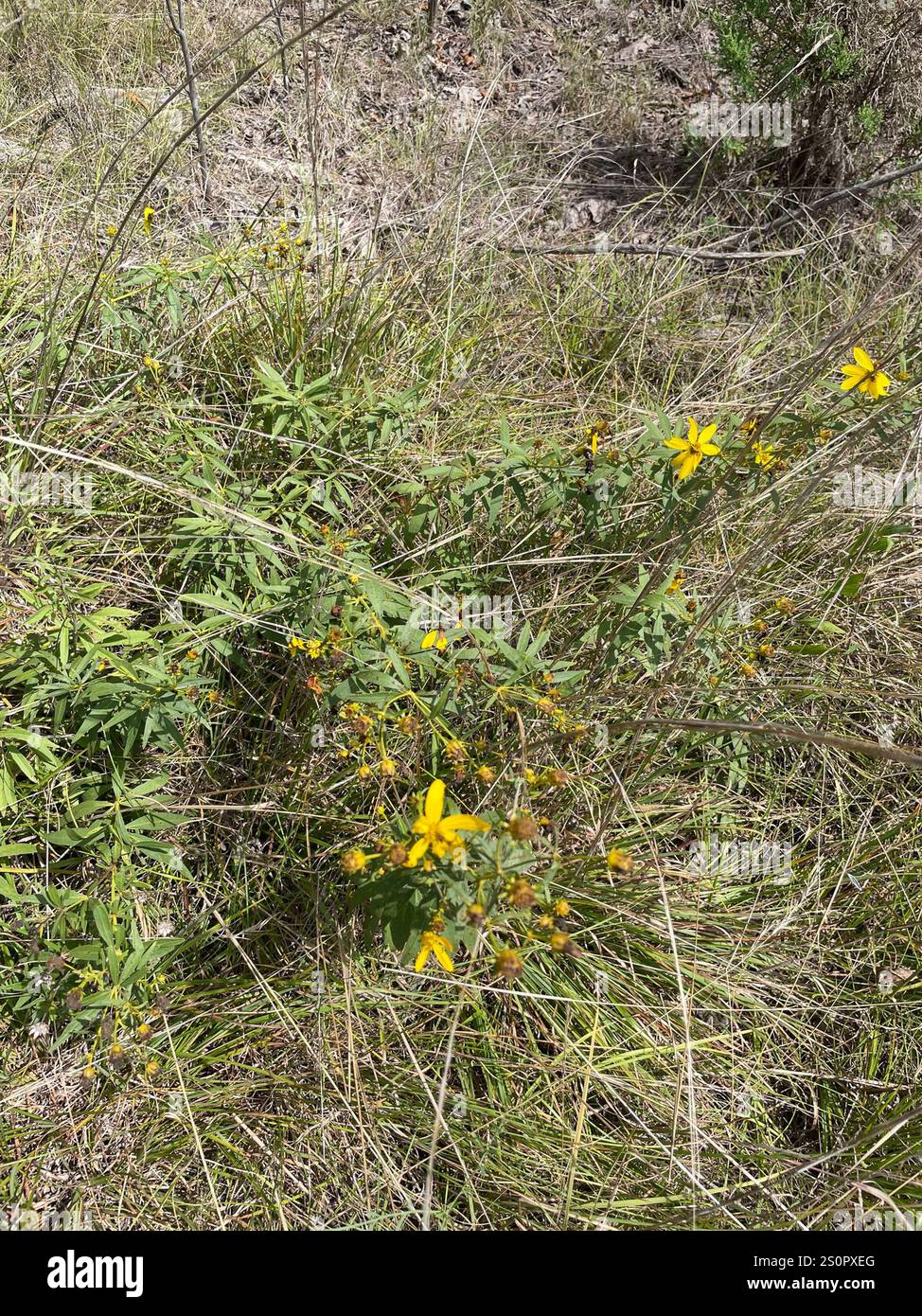 Greater Tickseed (Coreopsis major Stock Photo - Alamy