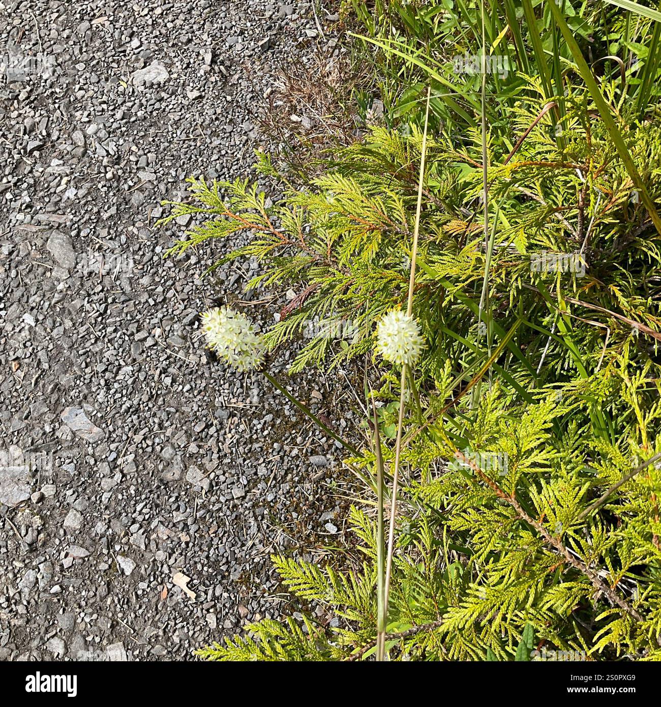 sticky false asphodels (Triantha Stock Photo - Alamy
