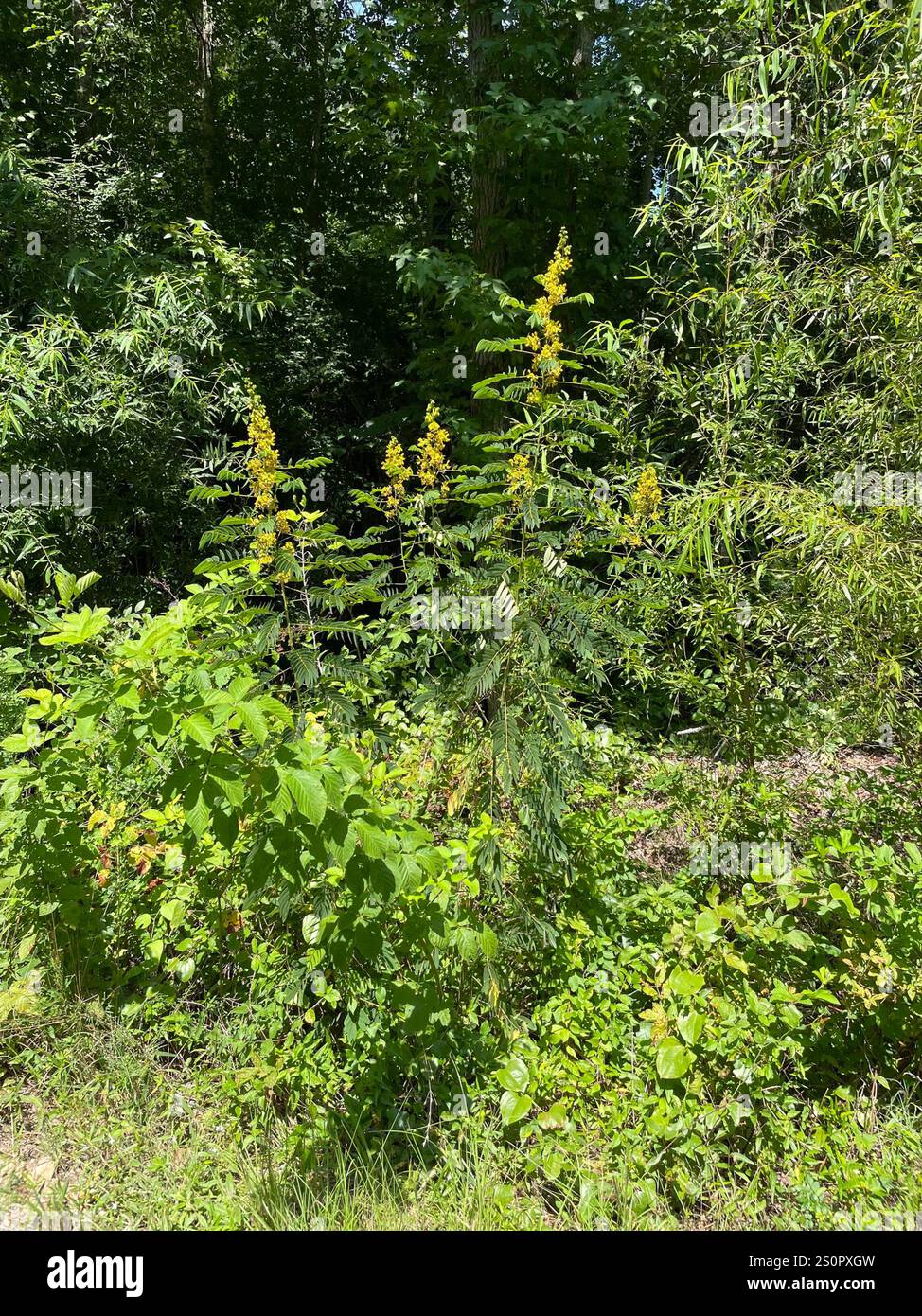 American senna (Senna hebecarpa Stock Photo - Alamy