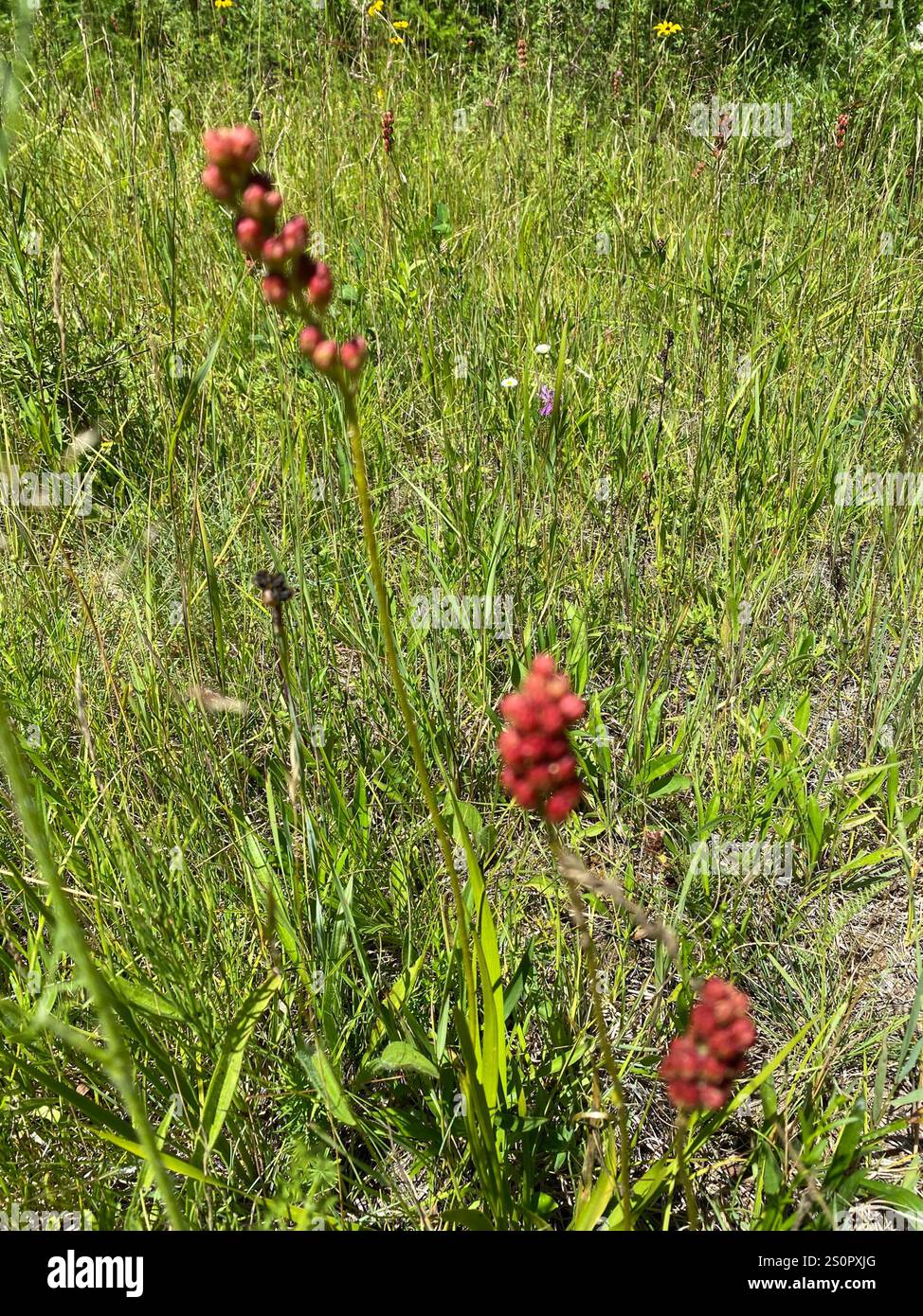 Sticky False Asphodel (Triantha glutinosa Stock Photo - Alamy