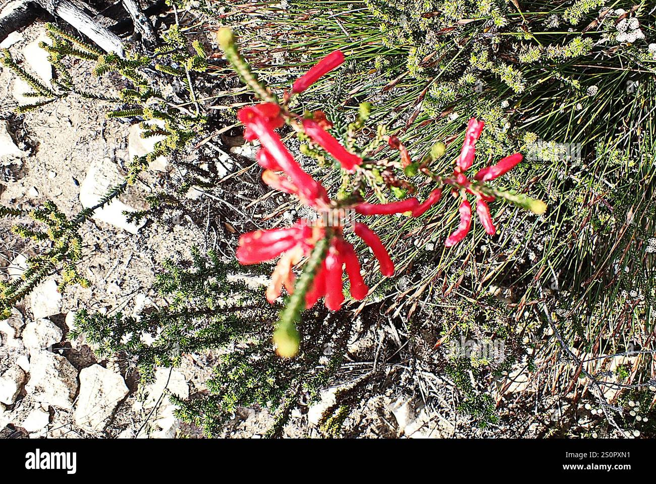 Limestone Heath (Erica regia mariae Stock Photo - Alamy