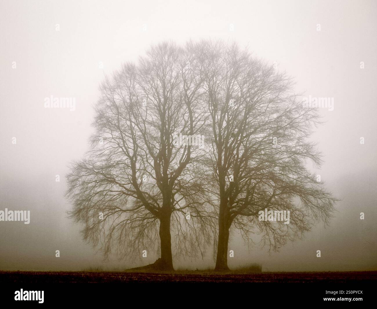 Trees in mist Stock Photo - Alamy