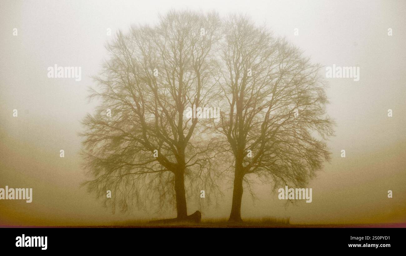 Trees in mist Stock Photo - Alamy