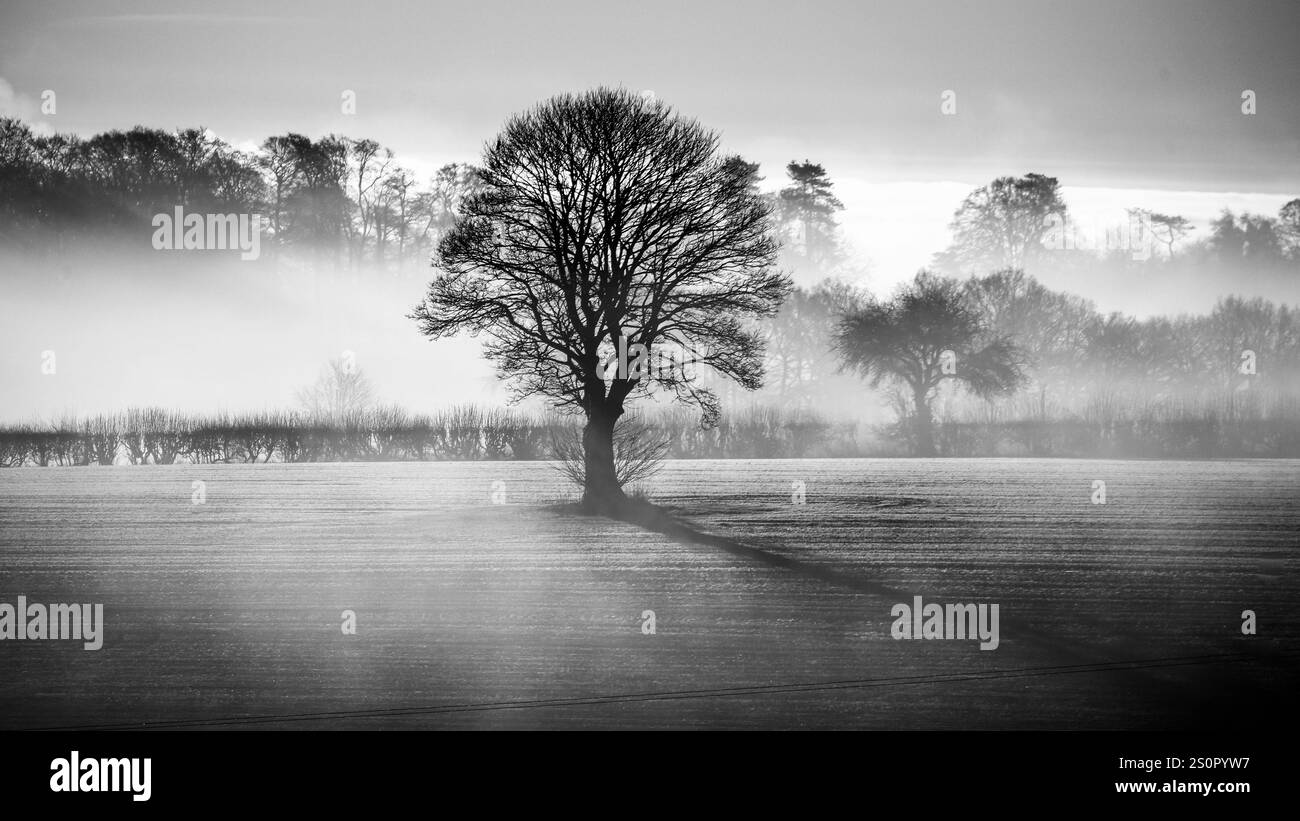 Trees in mist Stock Photo - Alamy