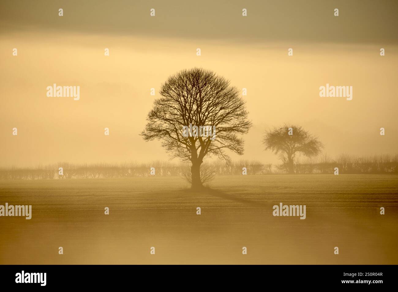 Trees in mist Stock Photo - Alamy