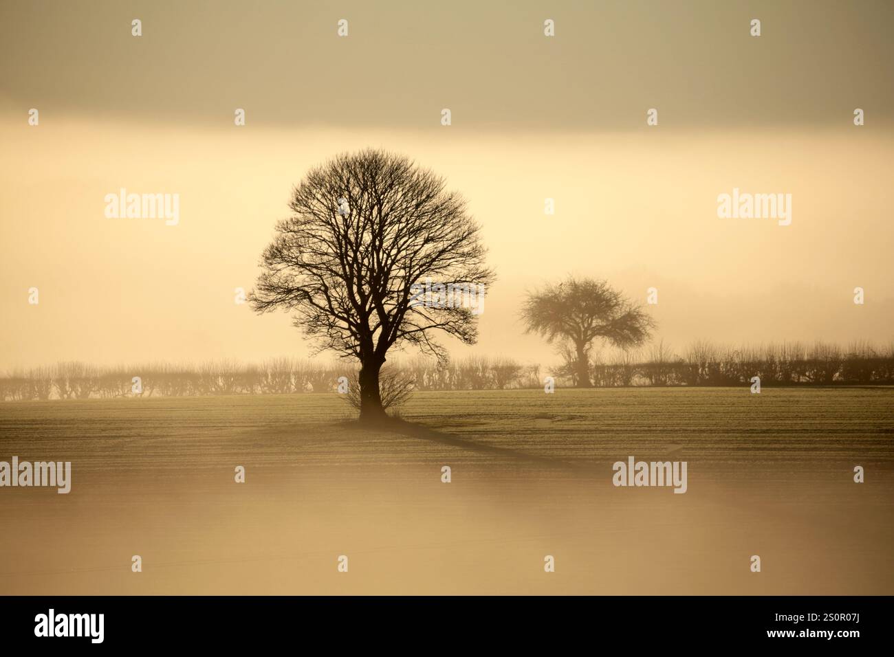Trees in mist Stock Photo - Alamy