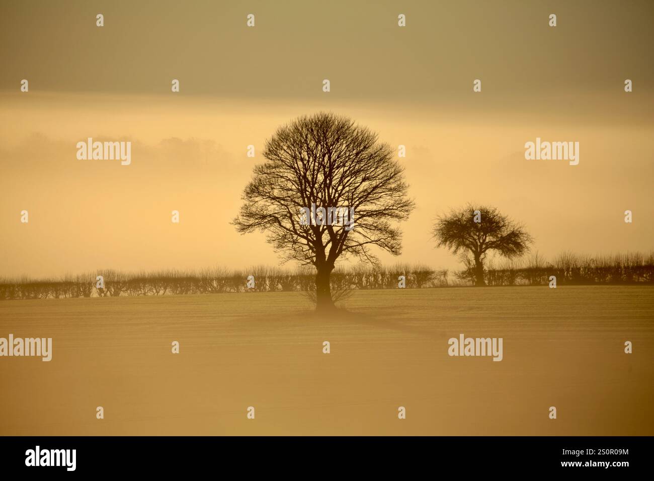 Trees in mist Stock Photo - Alamy