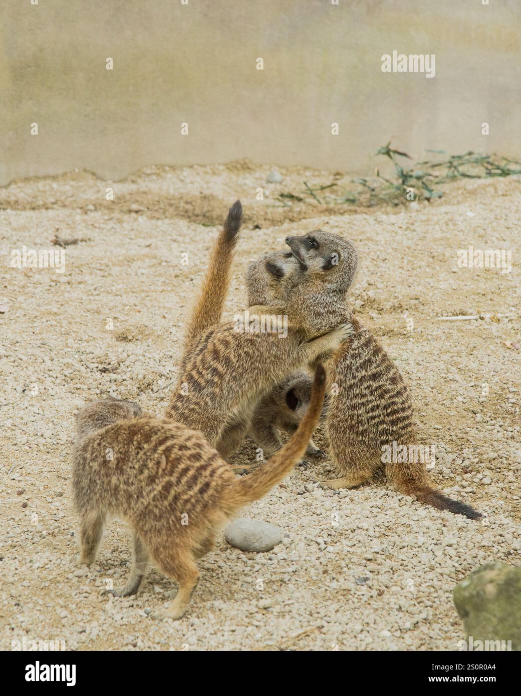 Cute meerkats hugging New Zealand zoo Stock Photo - Alamy
