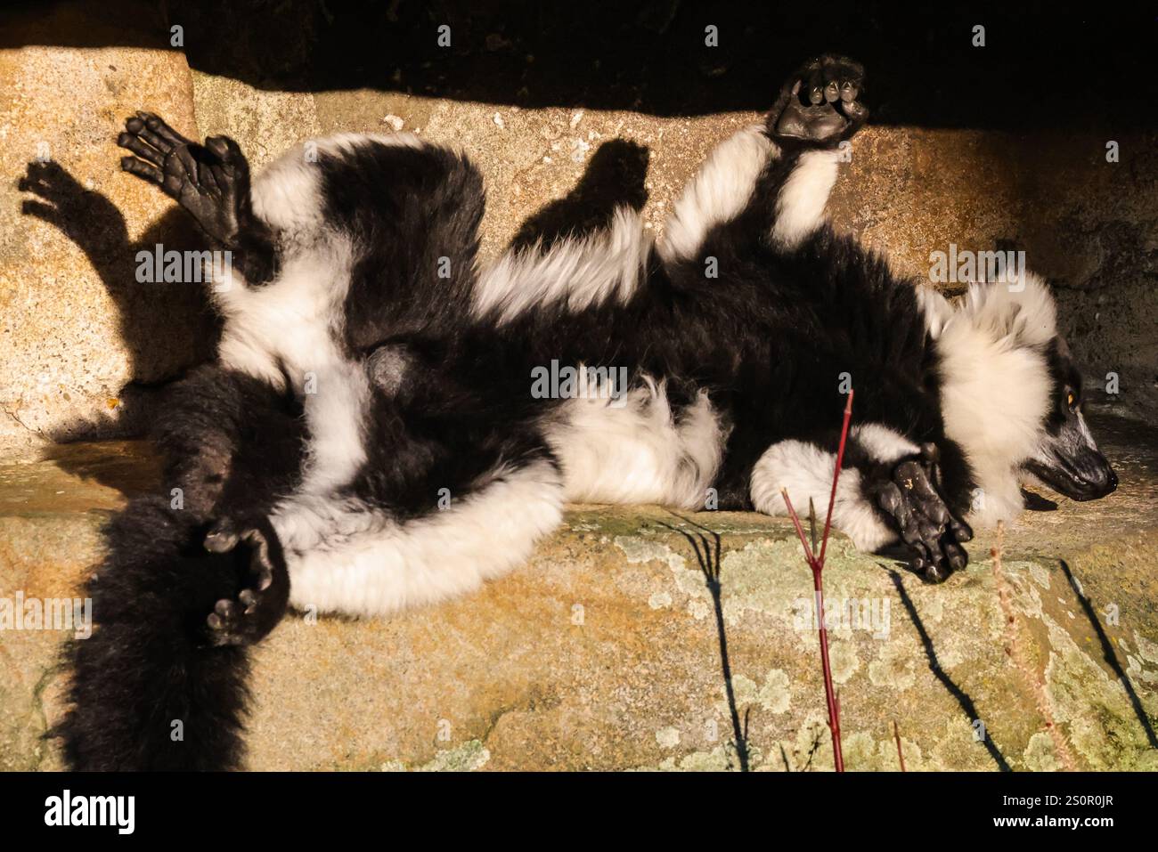 Muenster, Germany. 28th Dec, 2024. The resident troupe of black-and ...