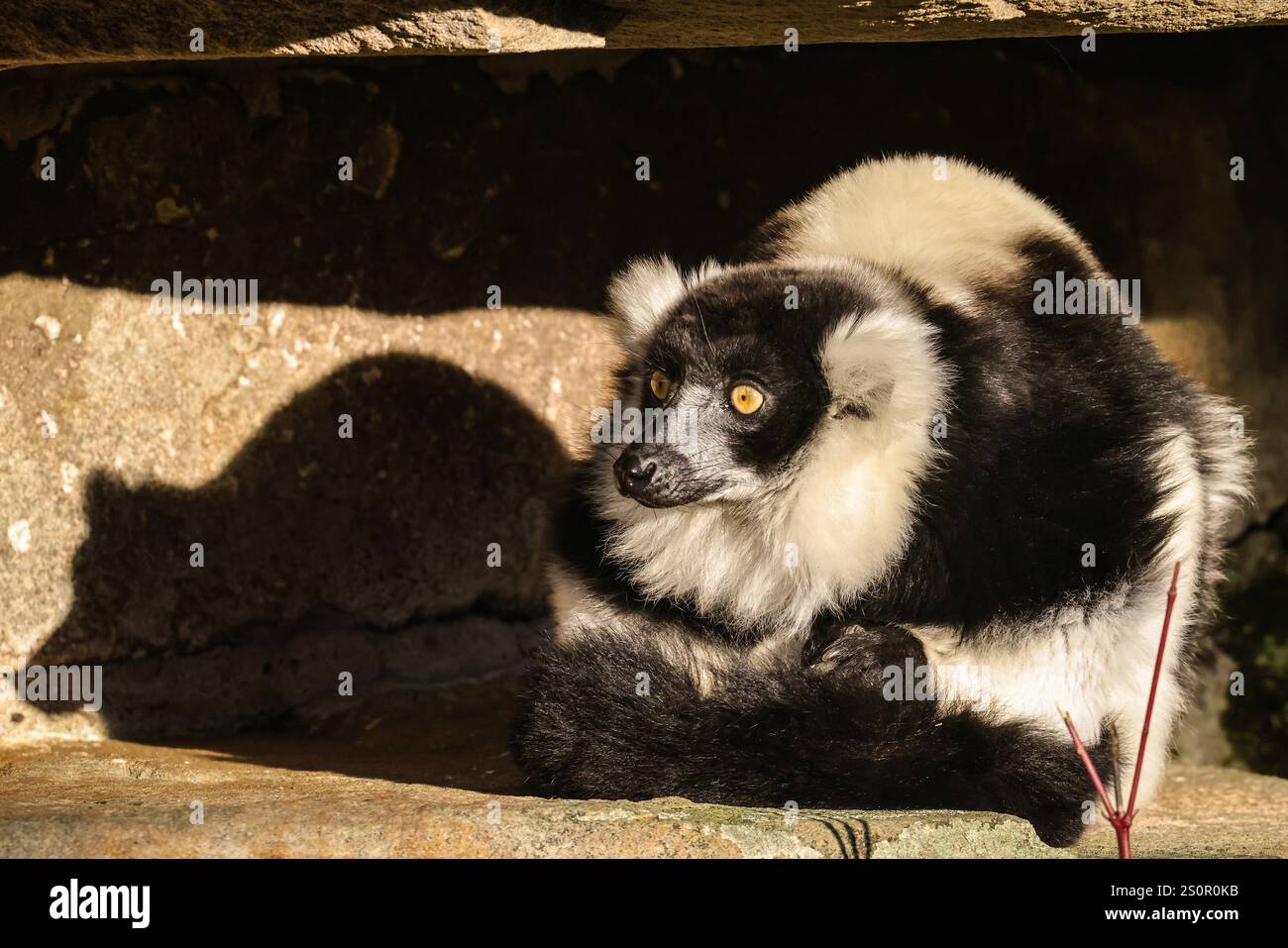 Muenster, Germany. 28th Dec, 2024. The resident troupe of black-and ...