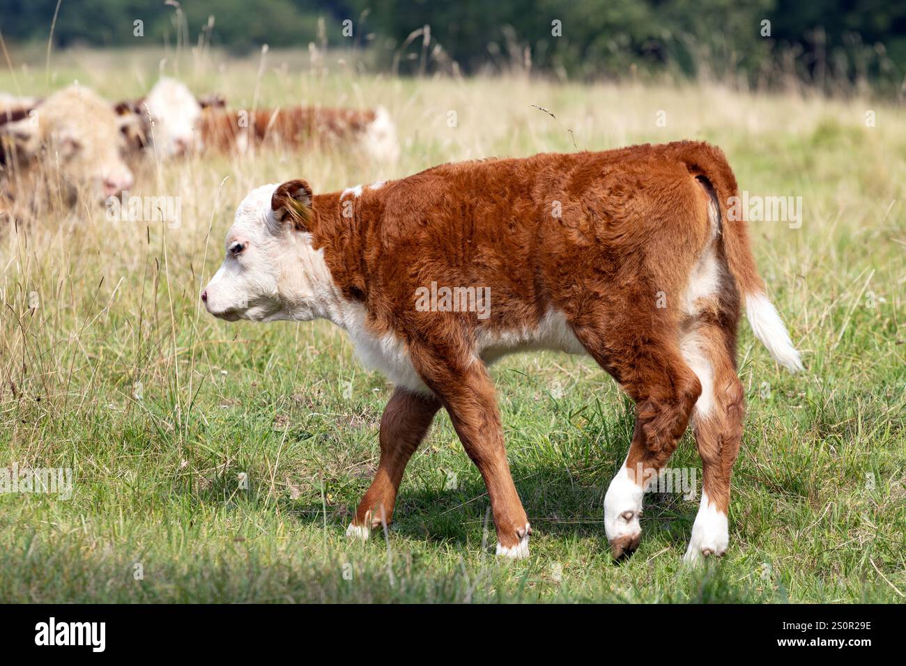 Mother cow walks hi-res stock photography and images - Alamy