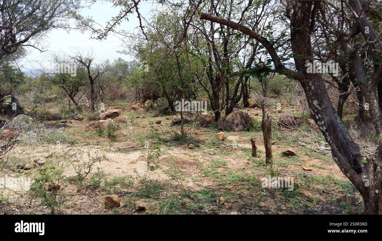 Springbok hiding in bushes. South Africa landscape, the golden hues of ...