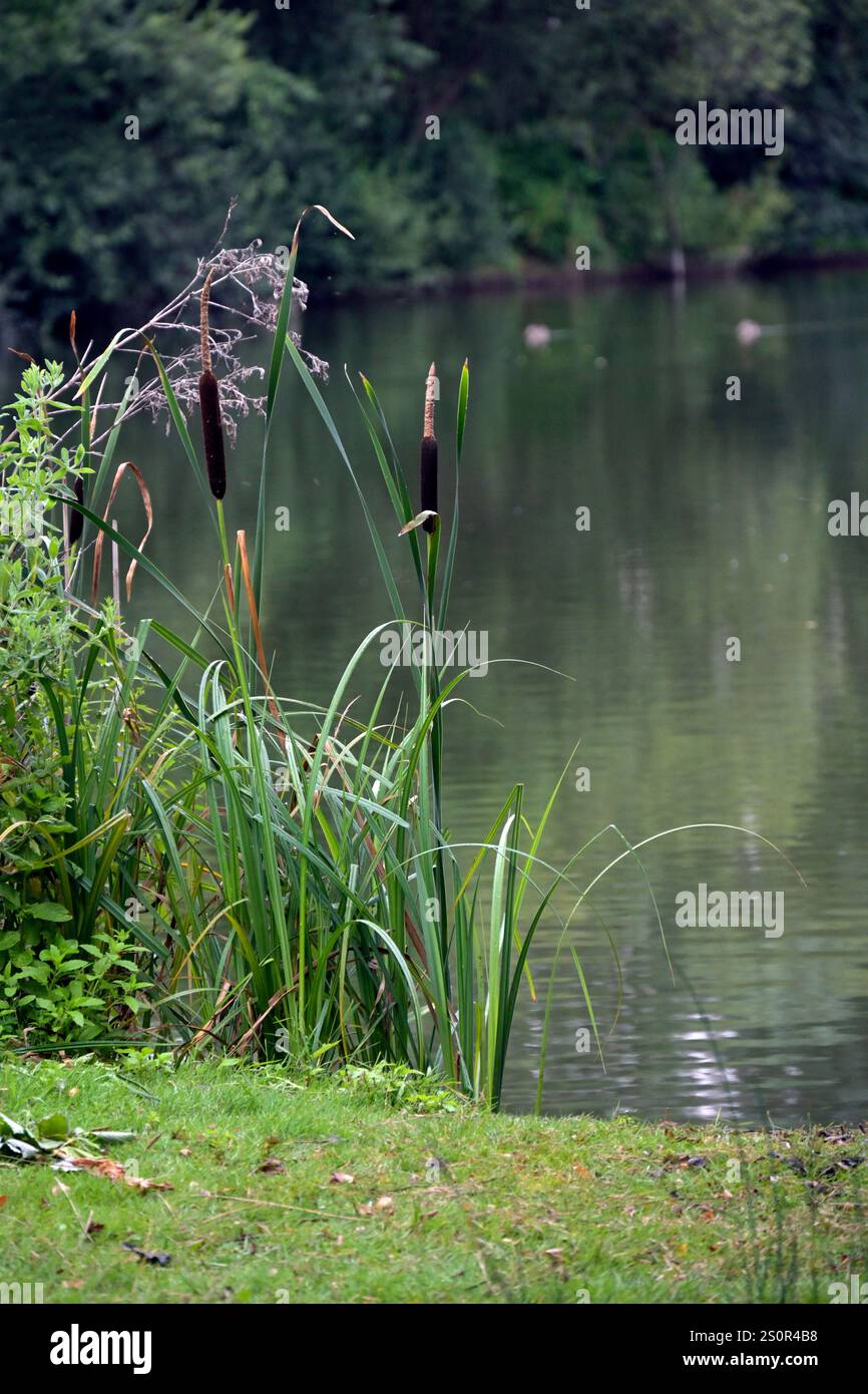 Bull rushes hi-res stock photography and images - Alamy