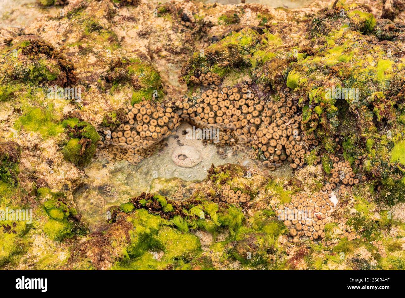 A small group of sea creatures are growing on a rock. The rock is ...