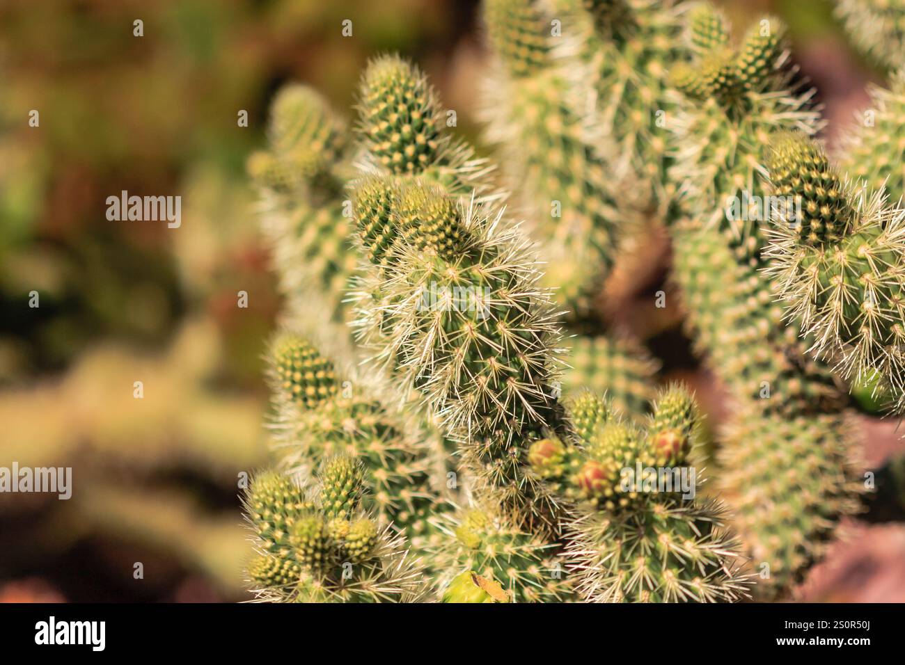 A bunch of cactus plants with spines and green leaves. The plants are ...
