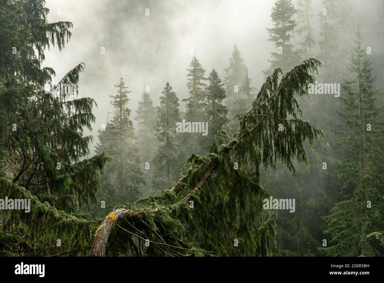 Wet Pine Tree Boughs Bend On Foggy Mountain Side in Mount Rainier ...