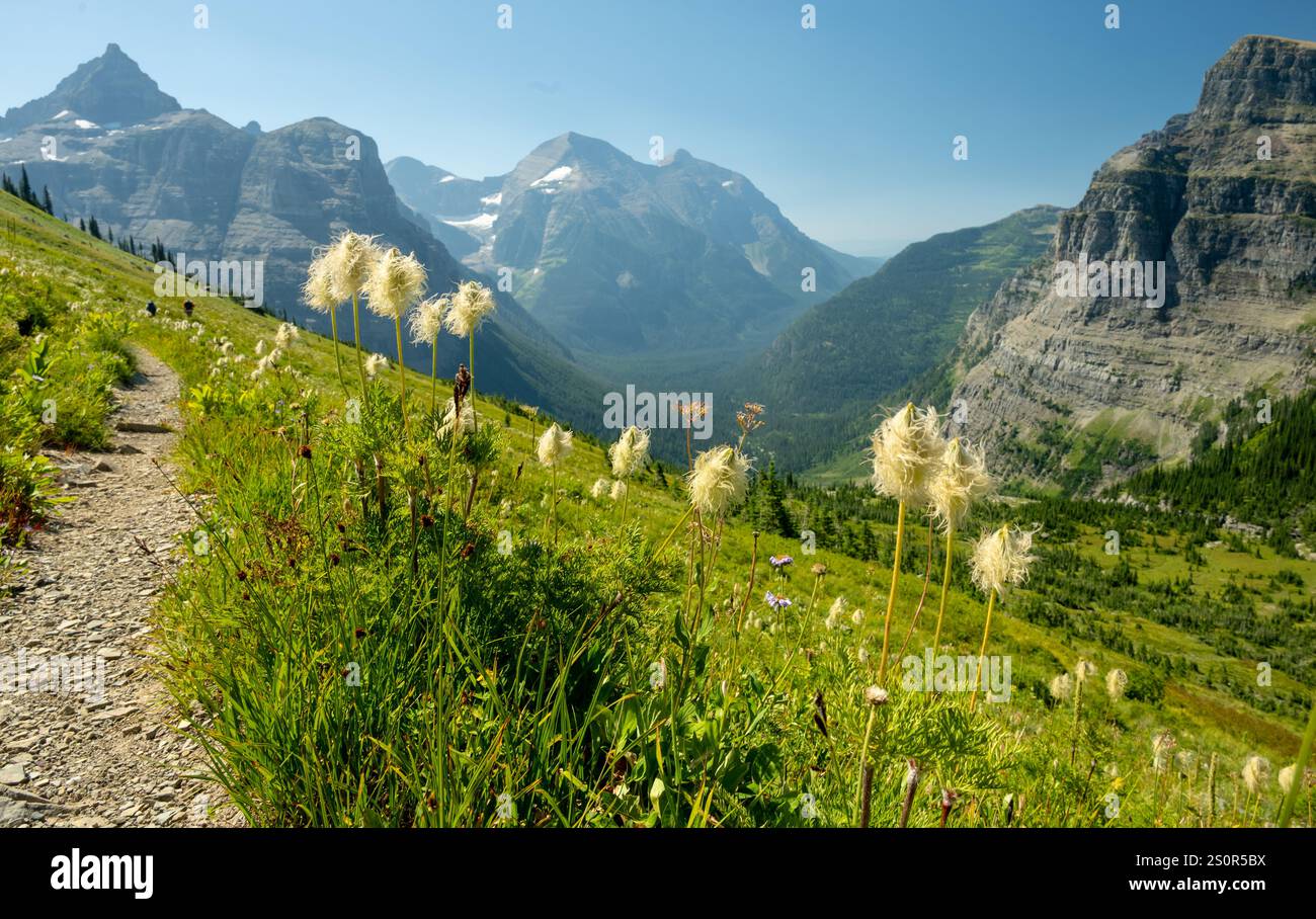 Western Seed Head Flowers Grow Tall Along Boulder Pass Trail In Glacier ...