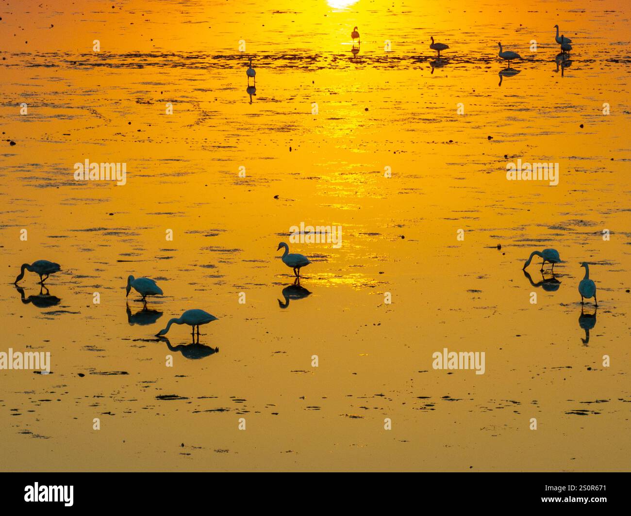 NANJING, CHINA - DECEMBER 28, 2024 - Swans perch on the lake as the sun ...