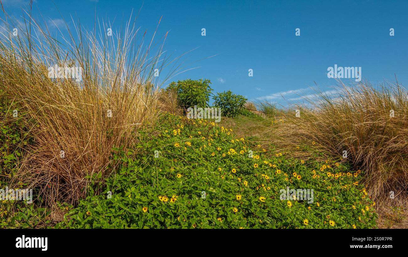 A coastal dune in Emerson Point Preserve on Florida's Gulf Coast is ...
