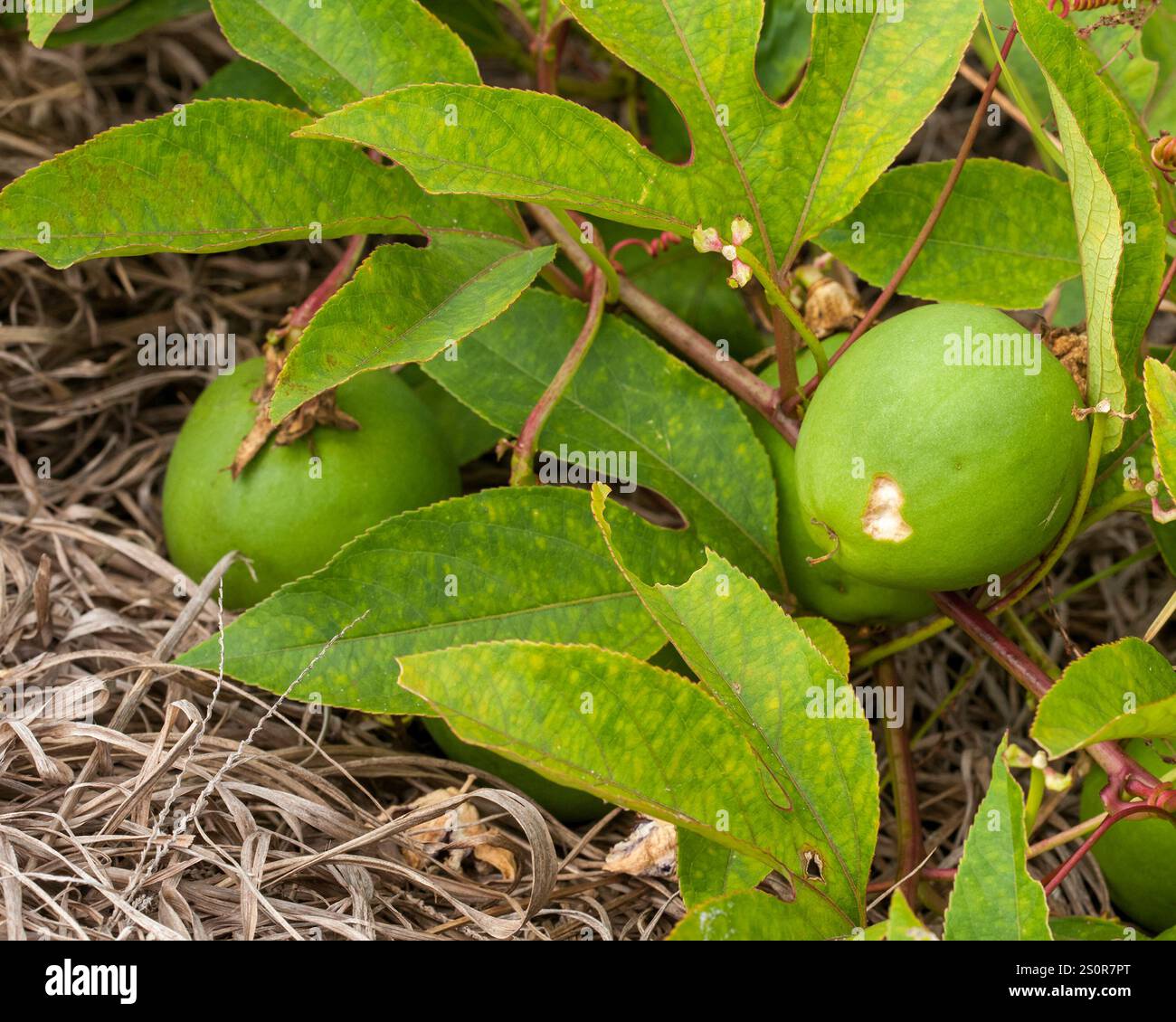 Passiflora incarnata, Passionflower. Two unripe green egg-shaped fruits ...