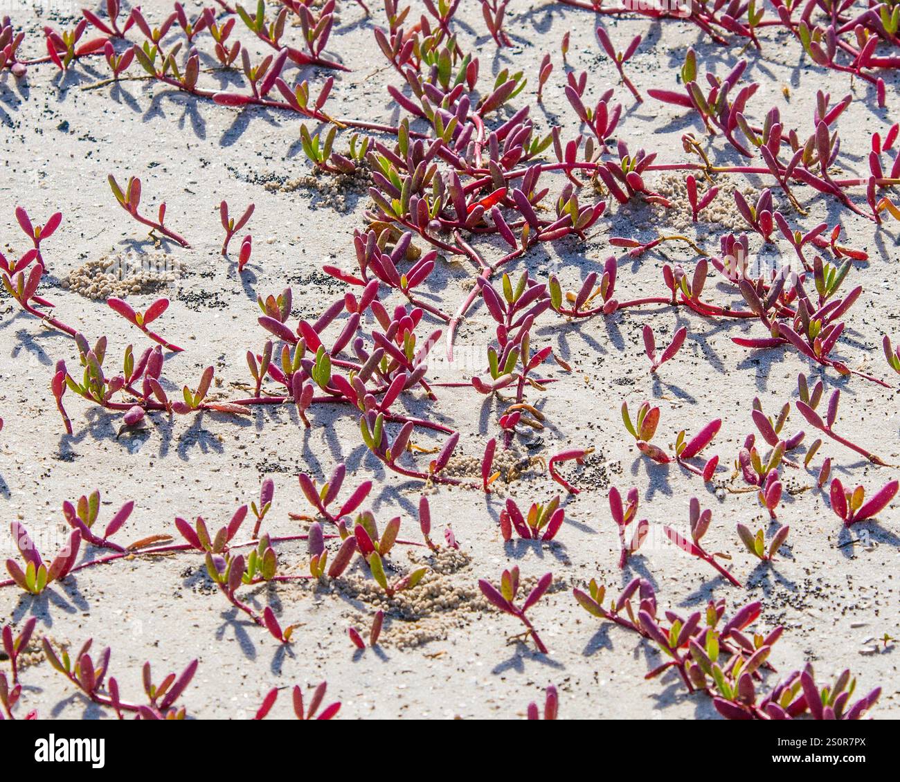 Salicornia salt marsh hi-res stock photography and images - Alamy