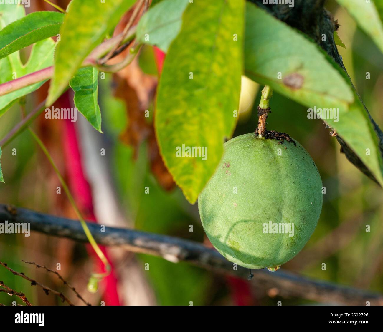 Alderman ford nature preserve hi-res stock photography and images - Alamy