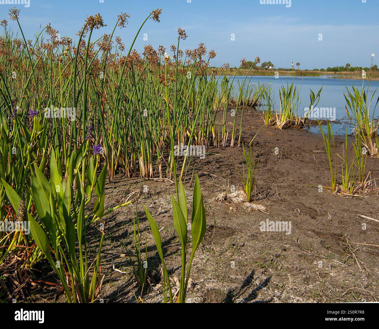 Soft-stem bulrush and pickerel weed grow along the edges of the ...