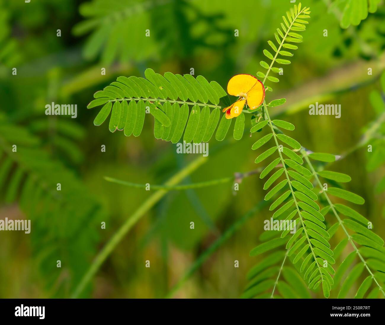 Bequilla hi-res stock photography and images - Alamy