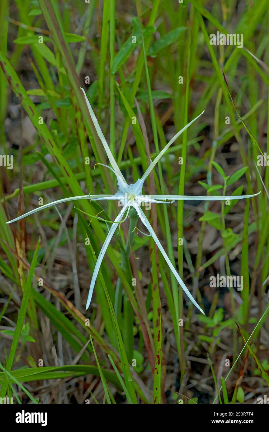 Alligator Lily, Hymenocallis palmeri. Characteristic long petal-like ...