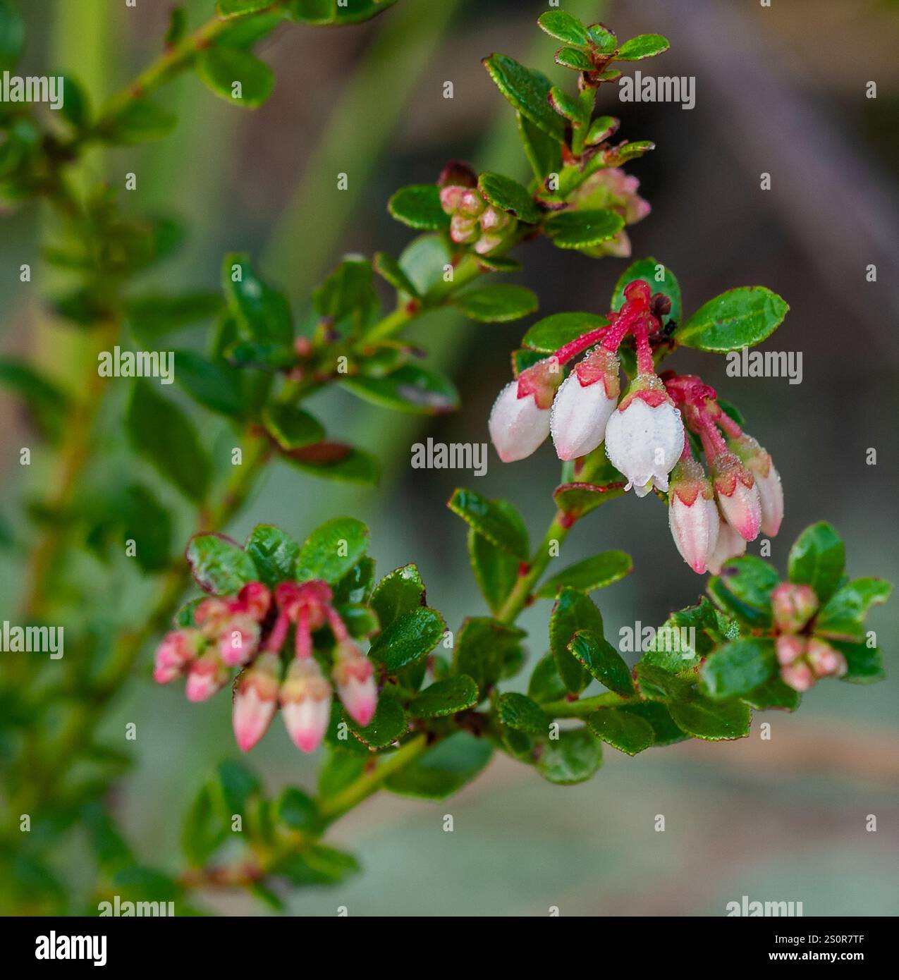 The pinkish-white urn-shaped flowers of the shiny blueberry, Vaccinium ...