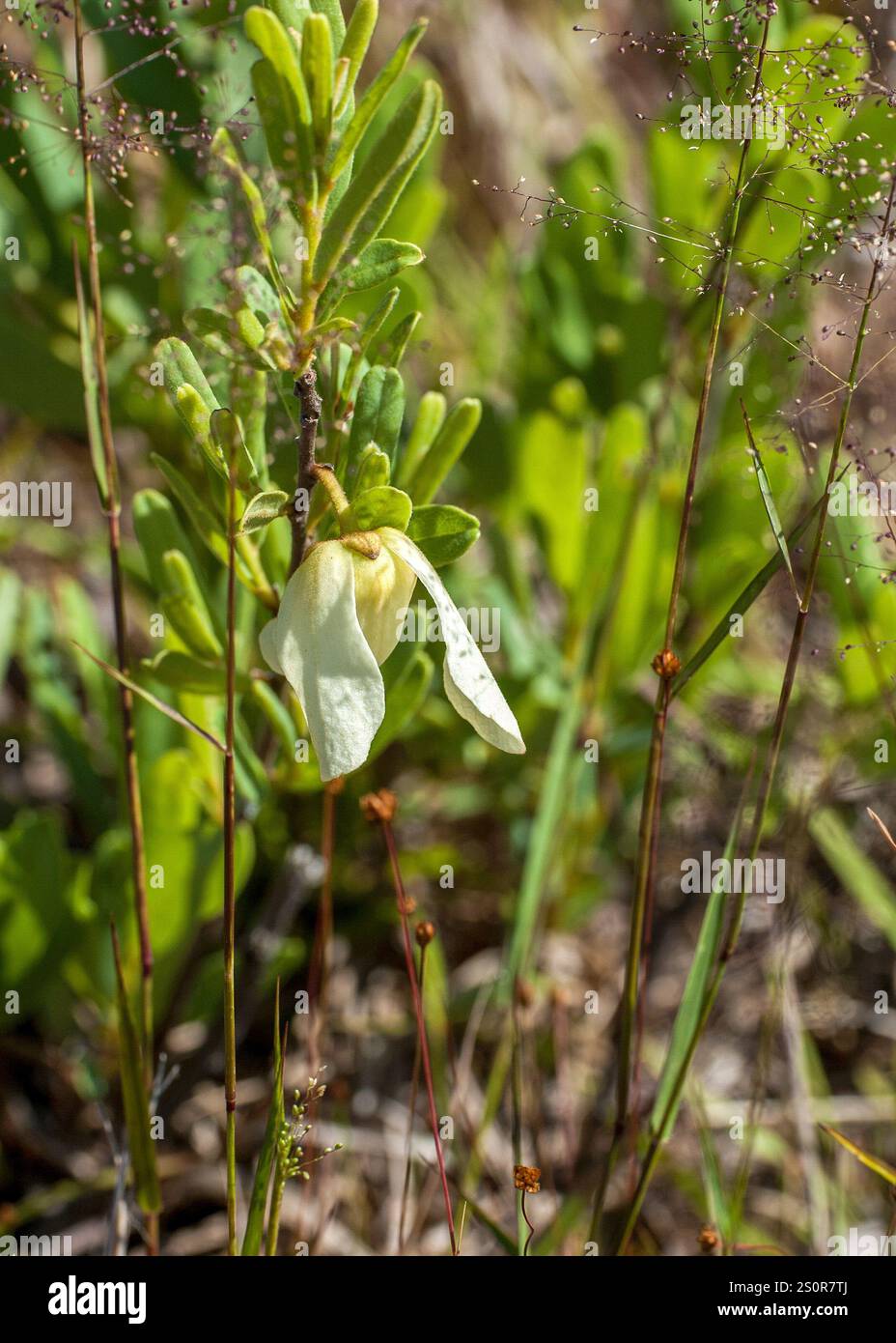 Host plant for sphinx moth hi-res stock photography and images - Alamy