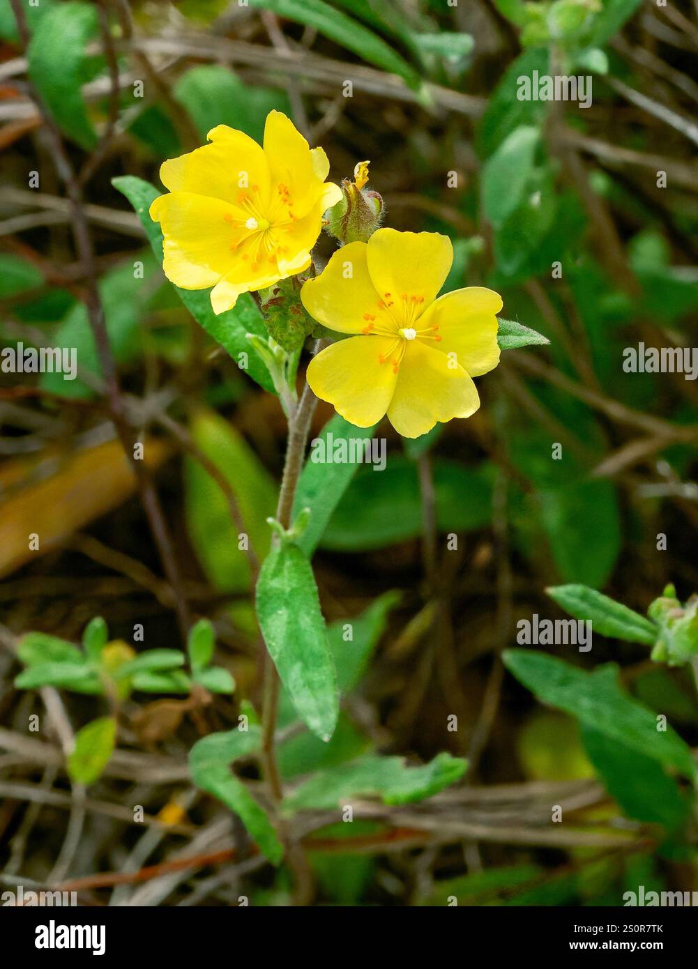 Twin yellow flowers of Pine Barren Frostweed, Helianthemum corymbosum ...
