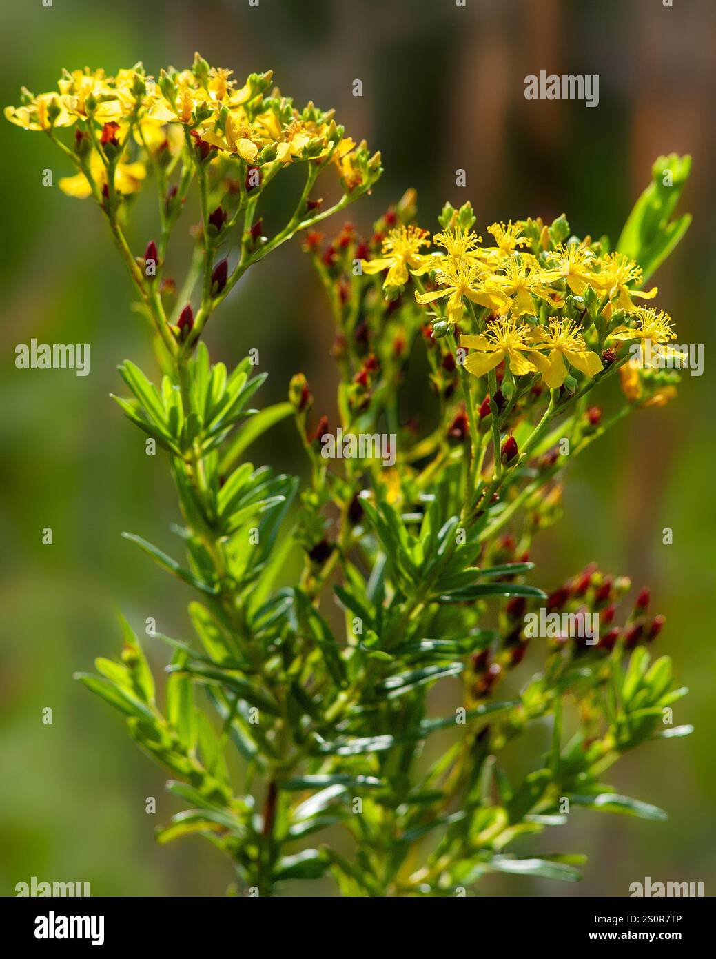 Roundpod St. Johnswort, Hypericum cistifolium. Many branched subshrub ...