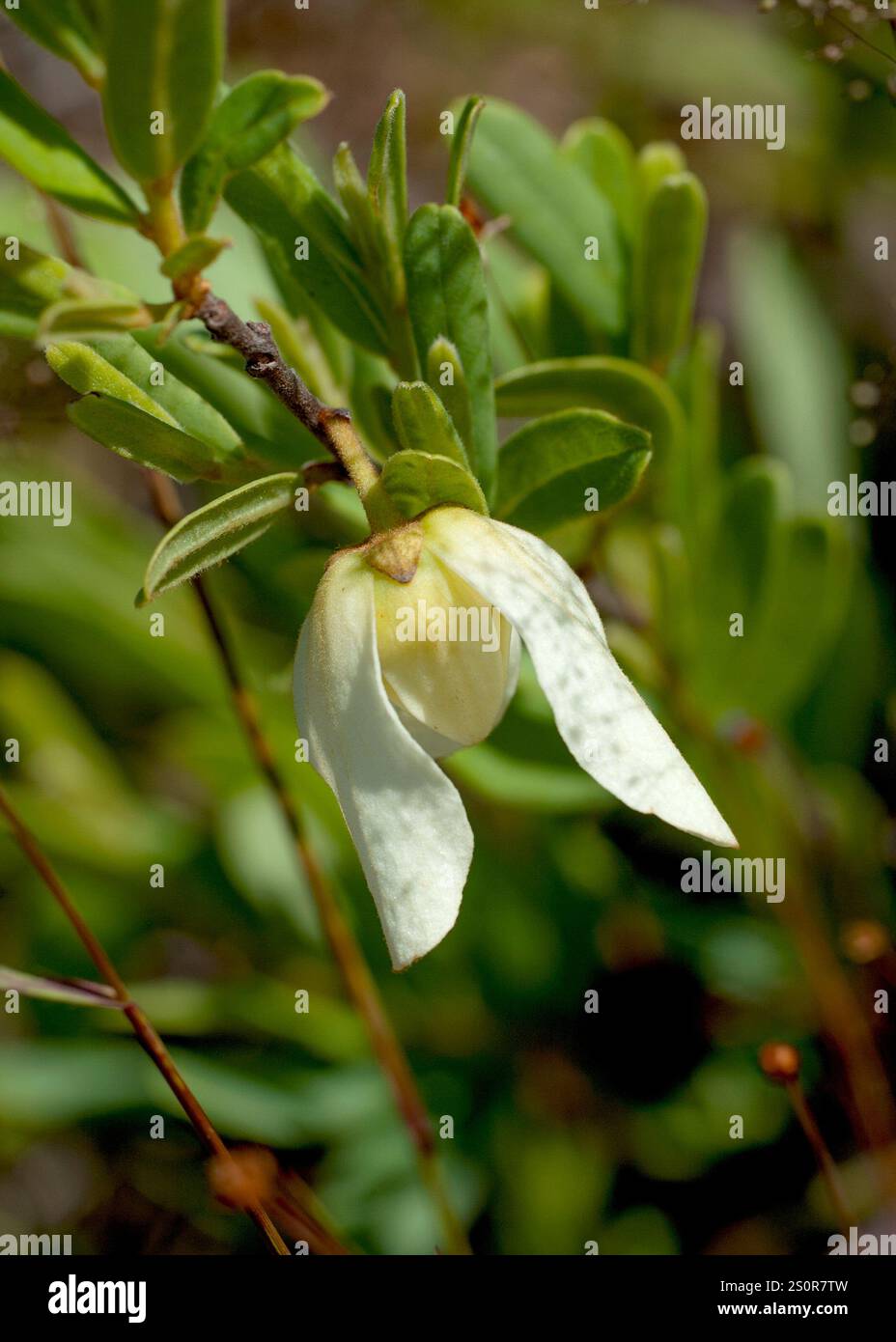 Larval host for zebra swallowtail hi-res stock photography and images ...