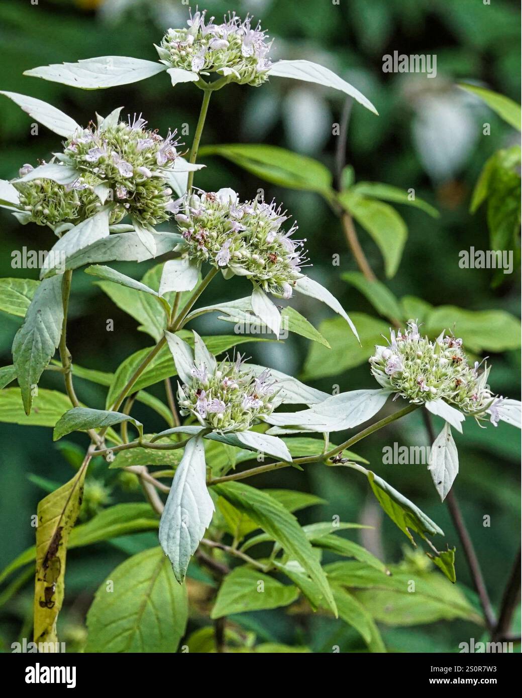 Pycnanthemum loomisii hi-res stock photography and images - Alamy