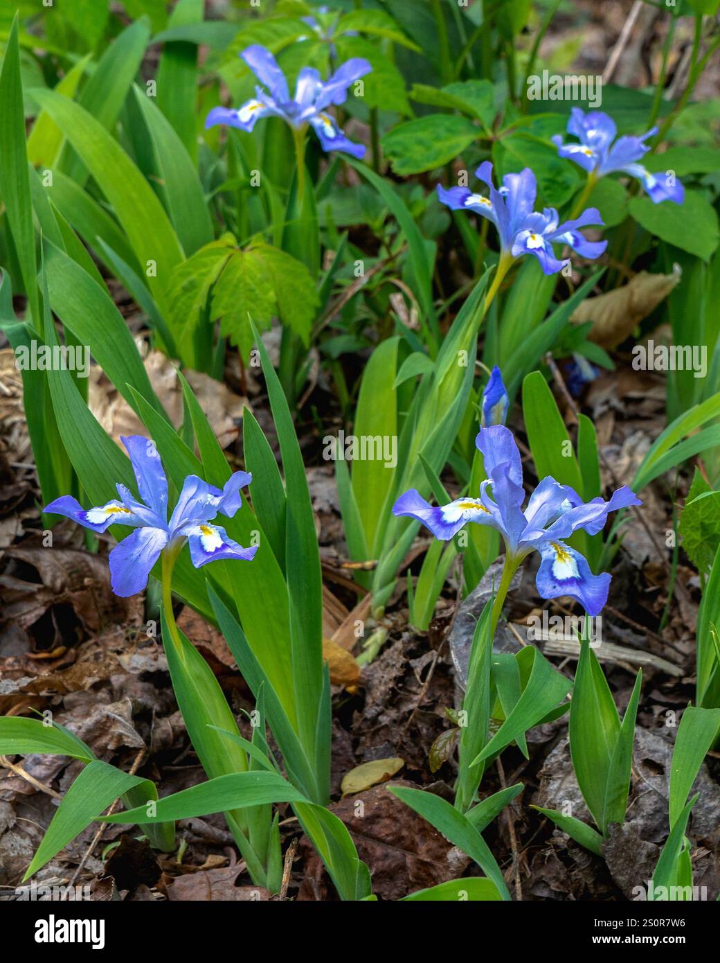 In the spring, blue-crested dwarf iris, Iris cristata, bloom in the ...